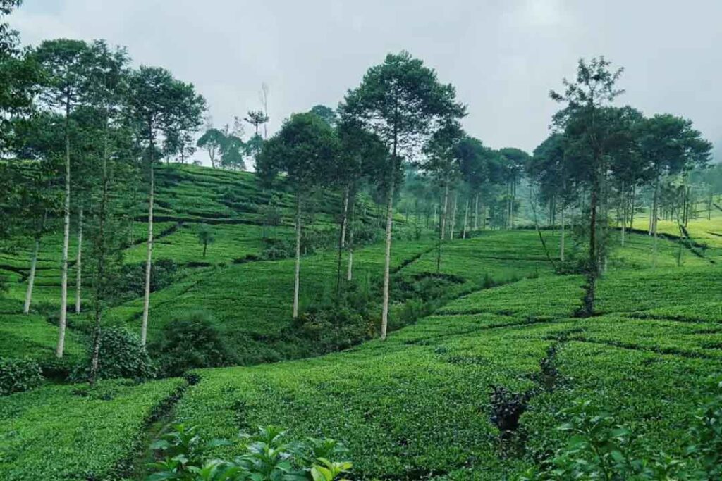 Menikmati Kesejukan 5 Wisata di Tambi Wonosobo